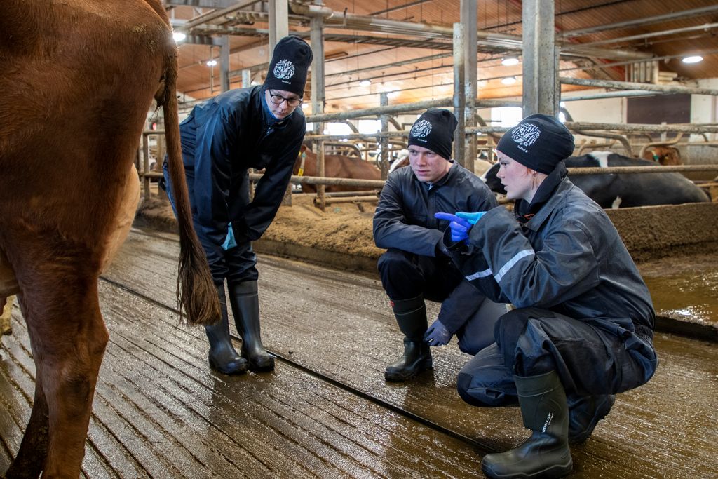 JP-Kunnallissanomat | Karjasilmä kehittyy kokemuksen kautta